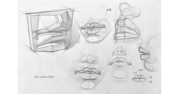 How to Draw Birds: Master Sketching Body Structure