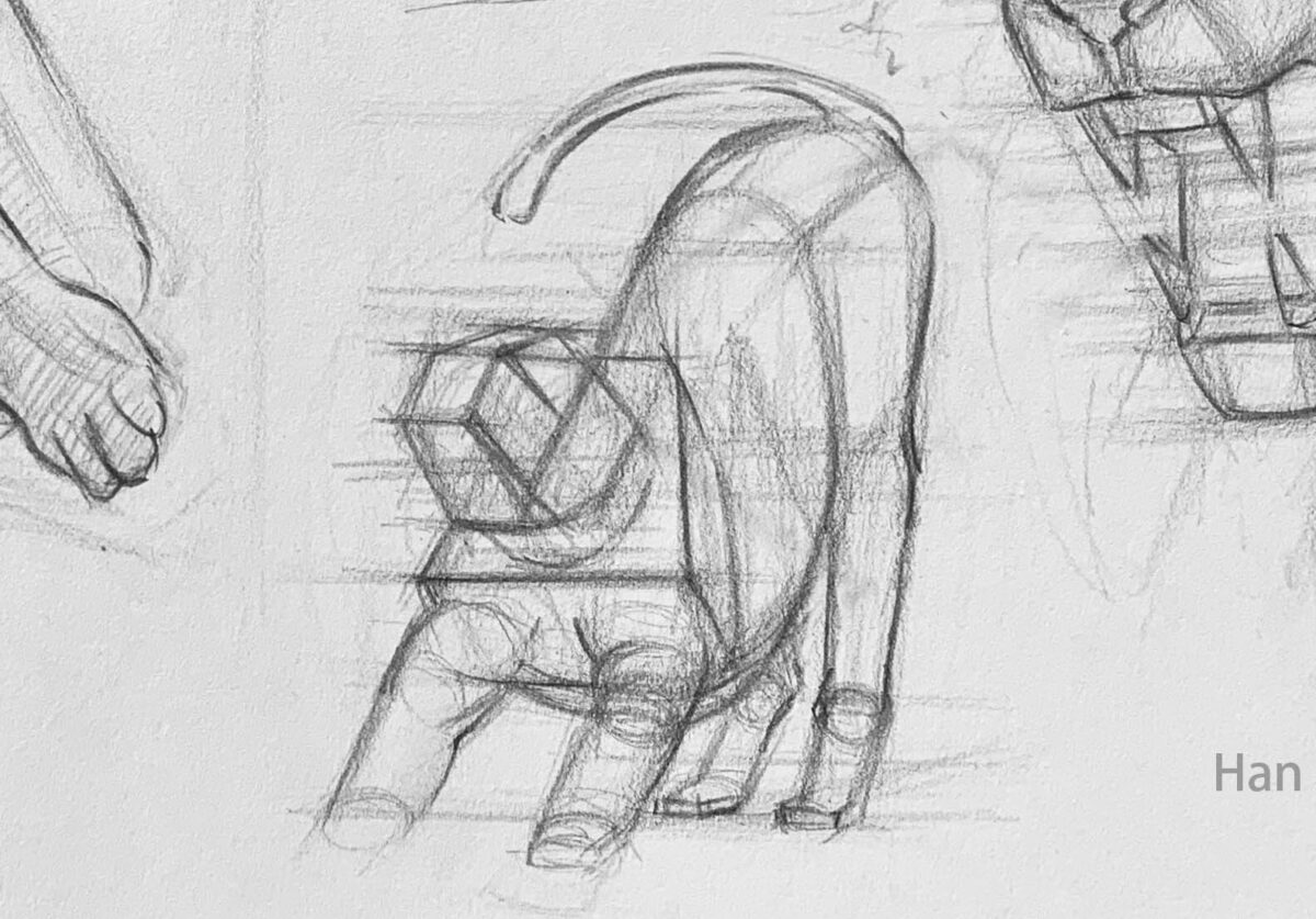 Sketching Lions: Simplifying Head and Torso with Basic Shapes