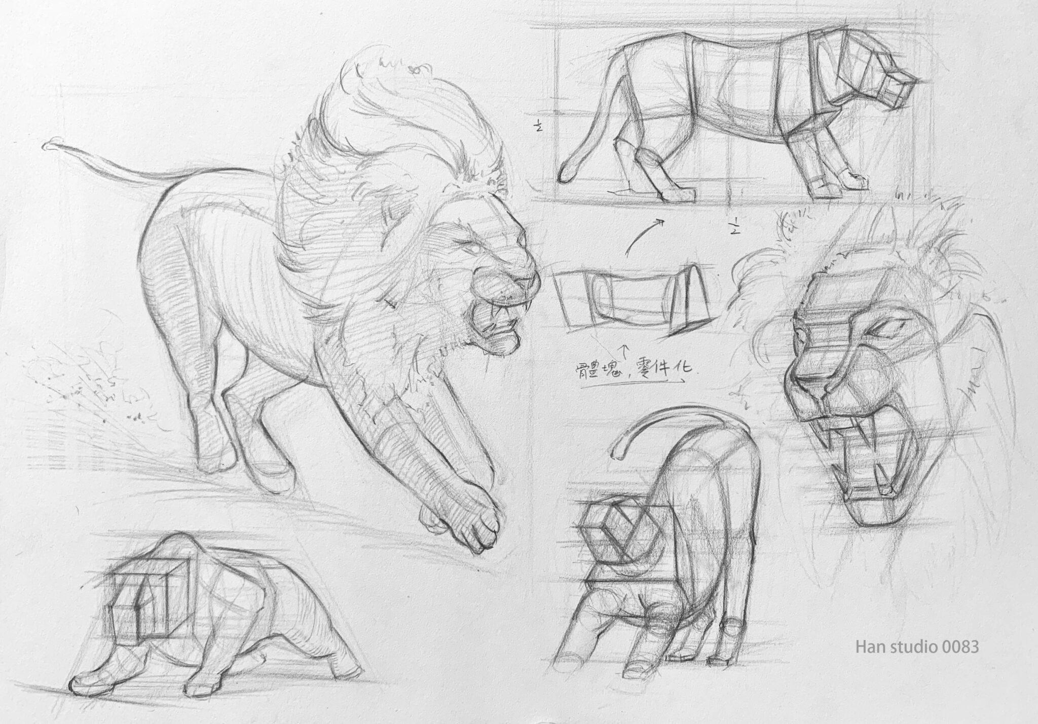 Sketching Lions: Simplifying Head and Torso with Basic Shapes