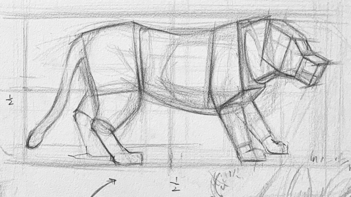 Sketching Lions: Simplifying Head and Torso with Basic Shapes