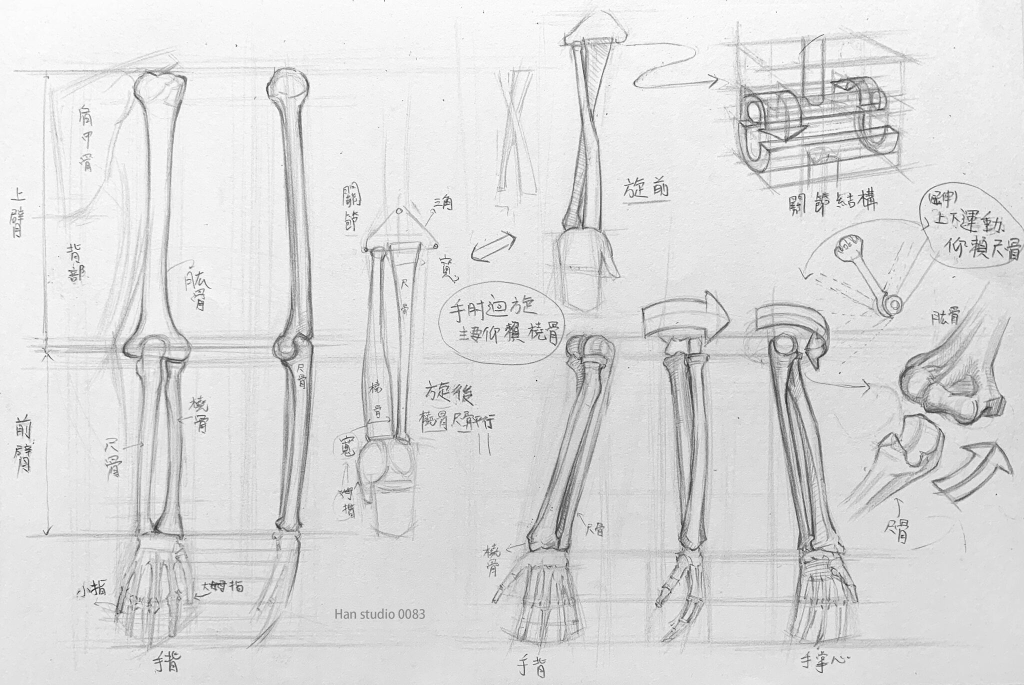 How to Draw Arms: Learn Arm Movements and Bone Proportions