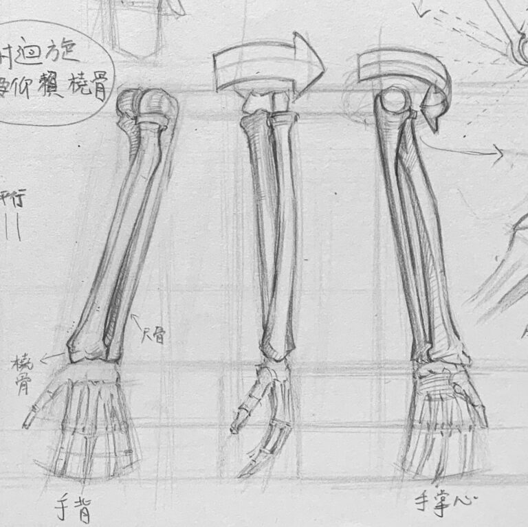 Drawing Anatomy Arm｜Understand Bones, Muscles, and Motion