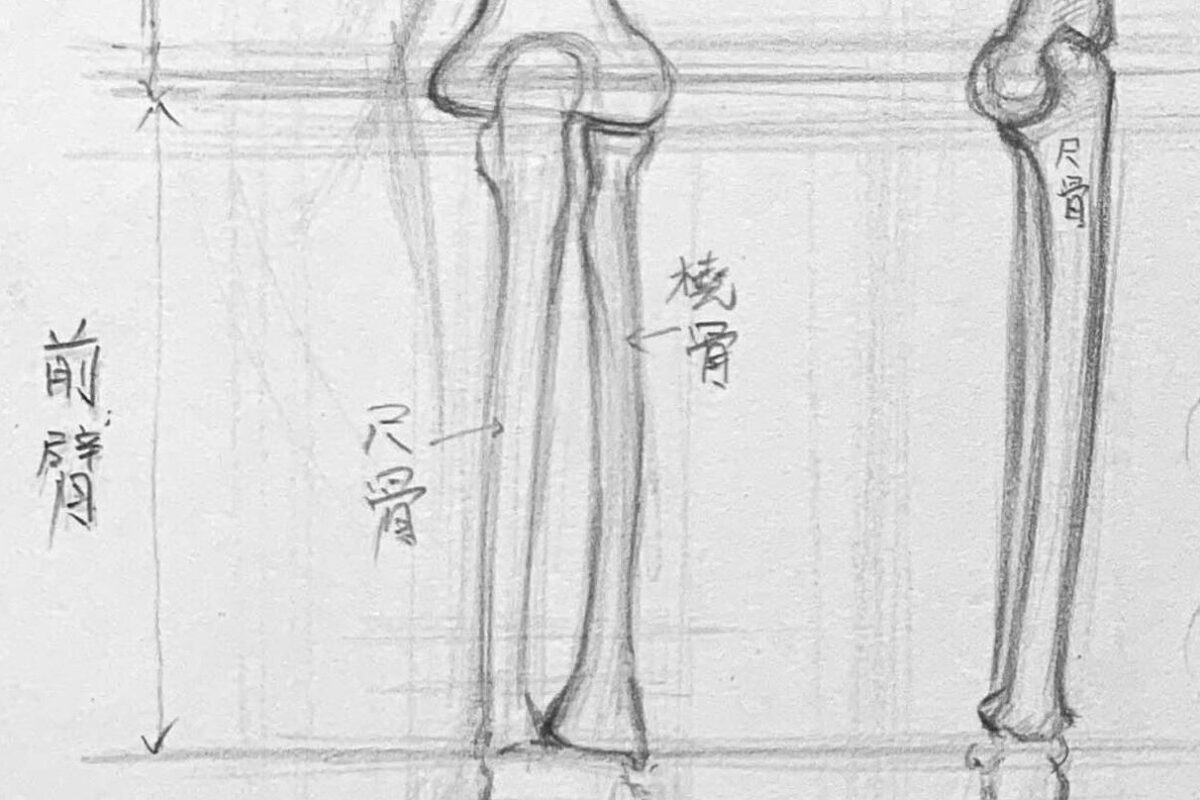 Drawing Anatomy Arm｜Understand Bones, Muscles, and Motion