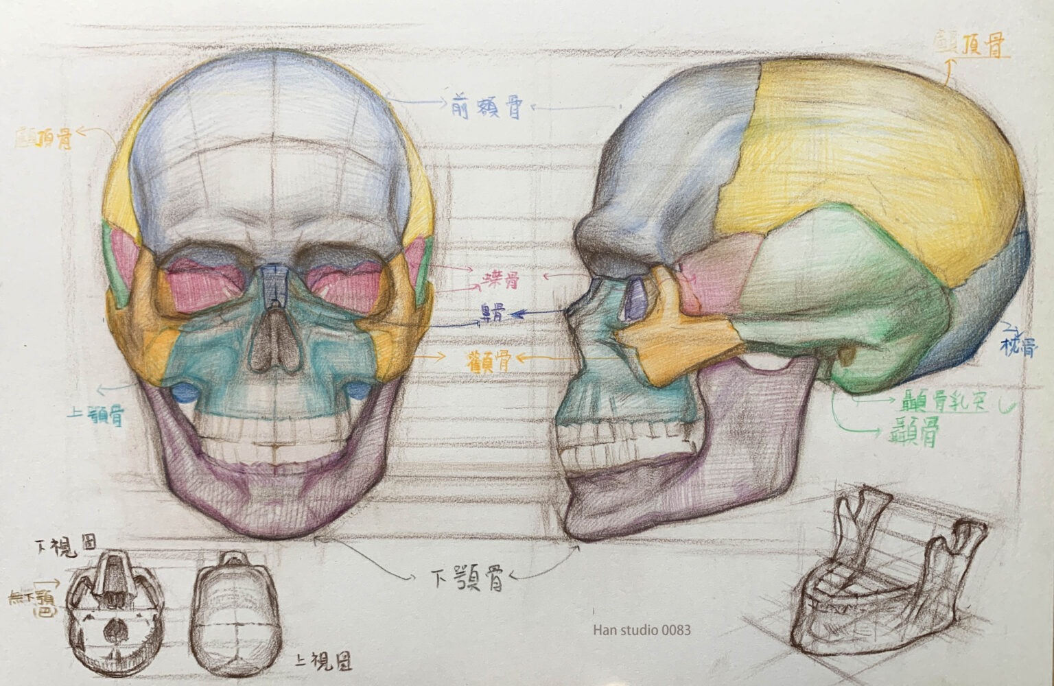 Human Skull Sketch: Learn Anatomy for Accurate Portraits