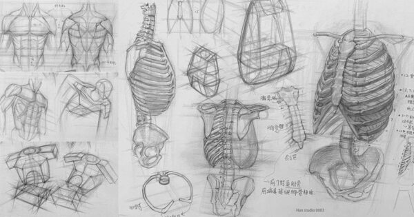 How to Draw a Rib Cage: Build Strong Torso Forms