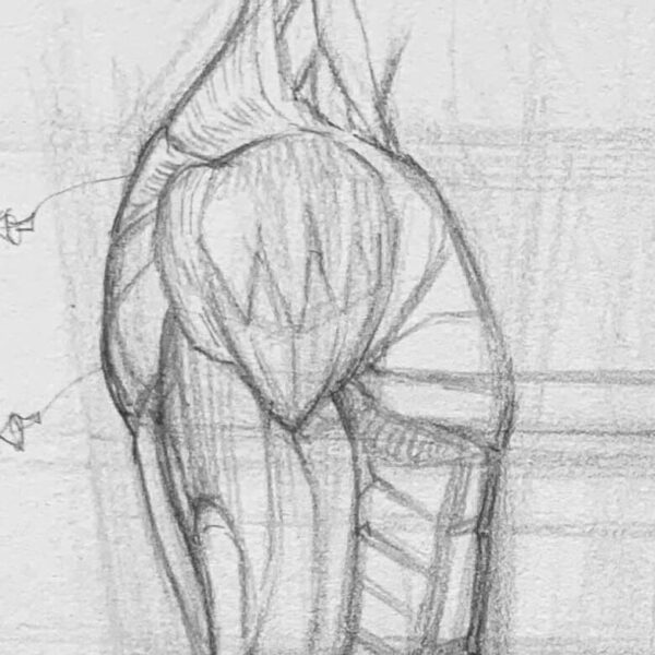 How to Draw a Rib Cage: Build Strong Torso Forms