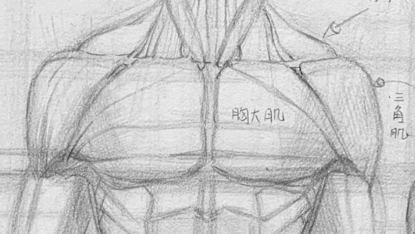How to Draw a Rib Cage: Build Strong Torso Forms