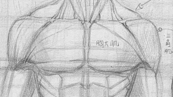 How to Draw a Rib Cage: Build Strong Torso Forms