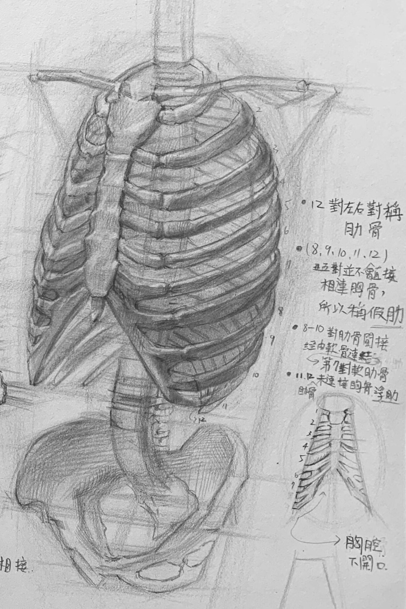 How to Draw a Rib Cage: Build Strong Torso Forms