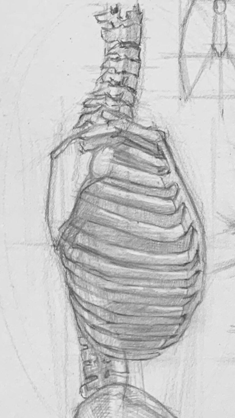 How to Draw a Rib Cage: Build Strong Torso Forms