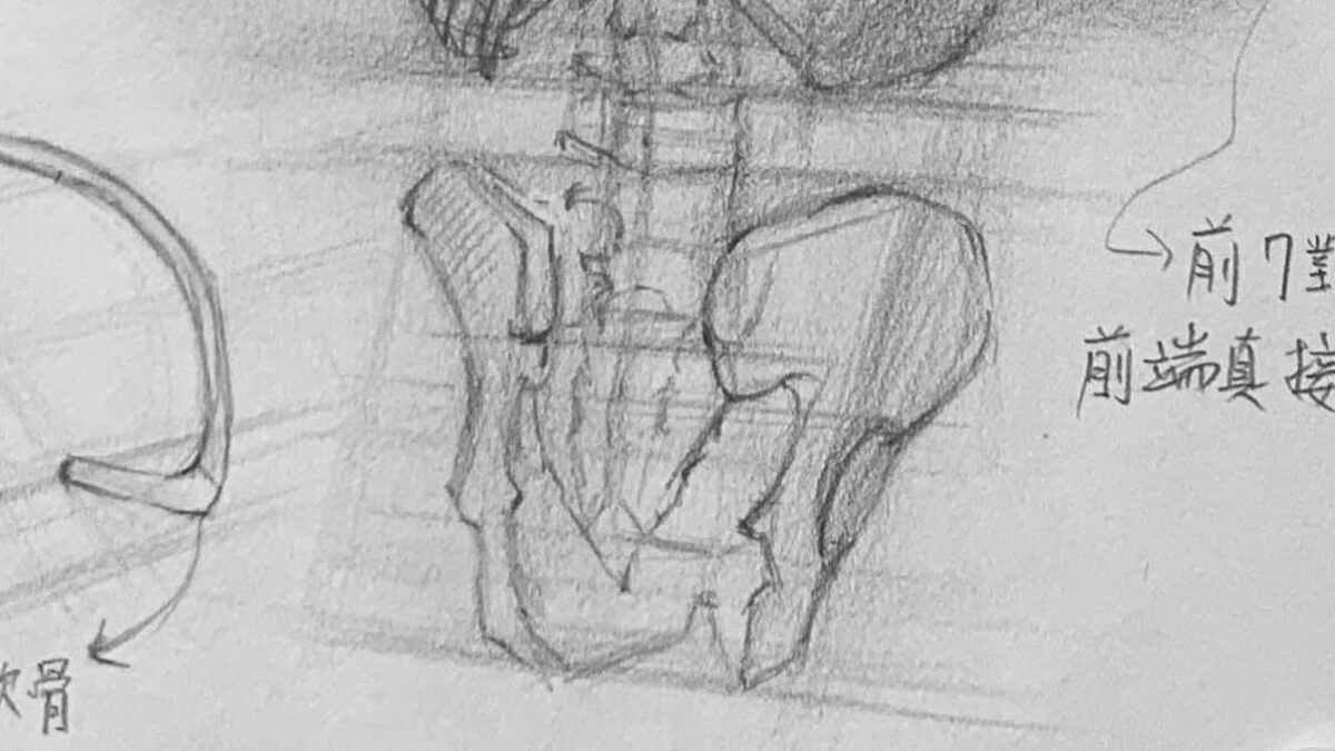 How to Draw a Rib Cage: Build Strong Torso Forms