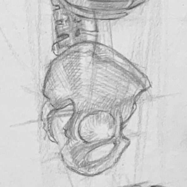 How to Draw a Rib Cage: Build Strong Torso Forms