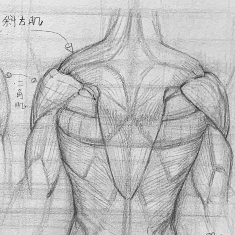 How to Draw a Rib Cage: Build Strong Torso Forms