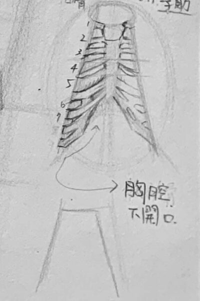 How to Draw a Rib Cage: Build Strong Torso Forms